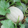 Melon Green Nutmeg | oroseeds