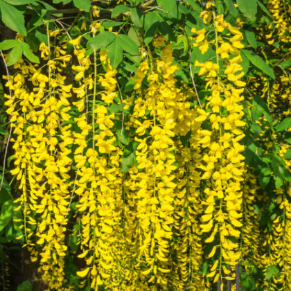 Laburnum anagyroides | oroseeds