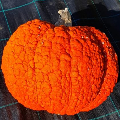 Squash Red Warty Thing | oroseeds